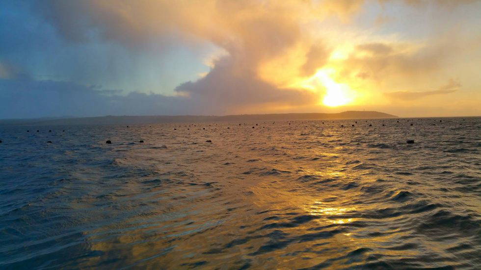 Westcountry Mussels of Fowey | The original Cornish sea mussel