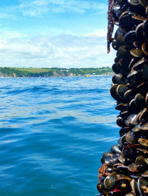 Westcountry Mussels of Fowey | The original Cornish sea mussel