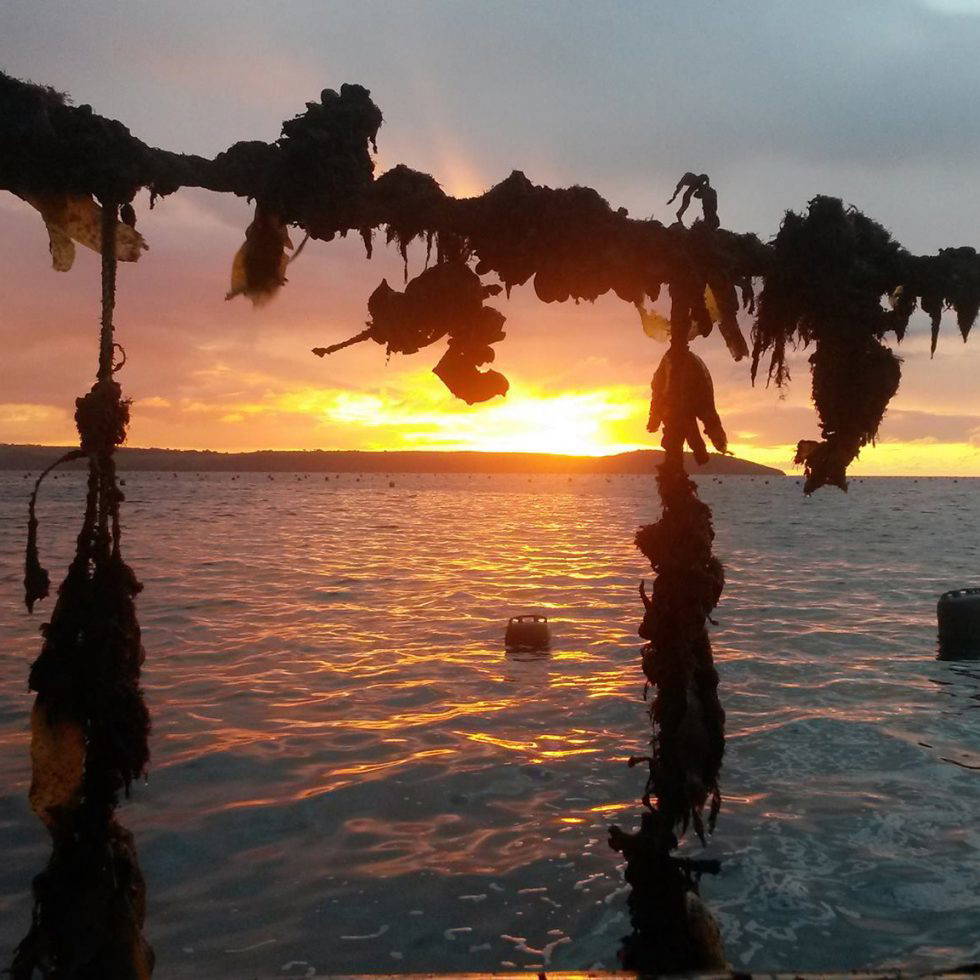 Westcountry Mussels of Fowey | The original Cornish sea mussel